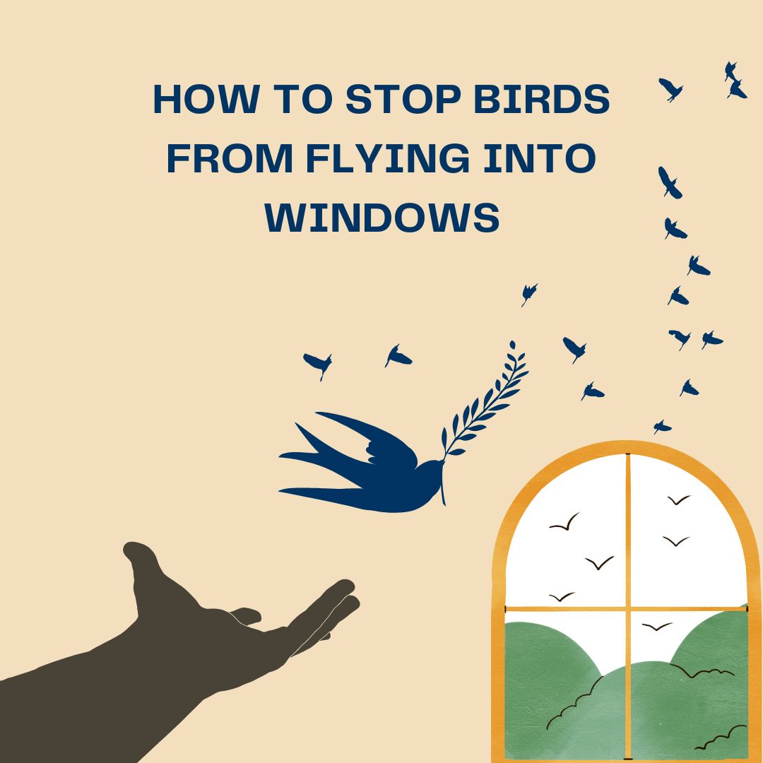 How to Stop Birds from Flying into Windows / Tinting Chicago