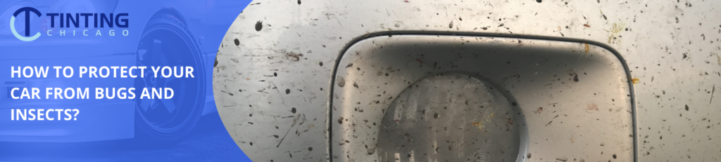 How to Protect Your Car from Bugs and Insects? PPF vs Ceramic